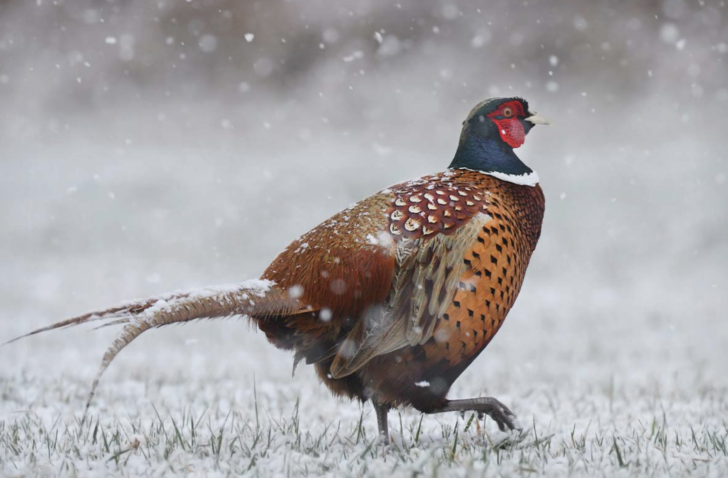 All You Need To Know About The 2023 Pheasant Hunting Season | Aberdeen ...